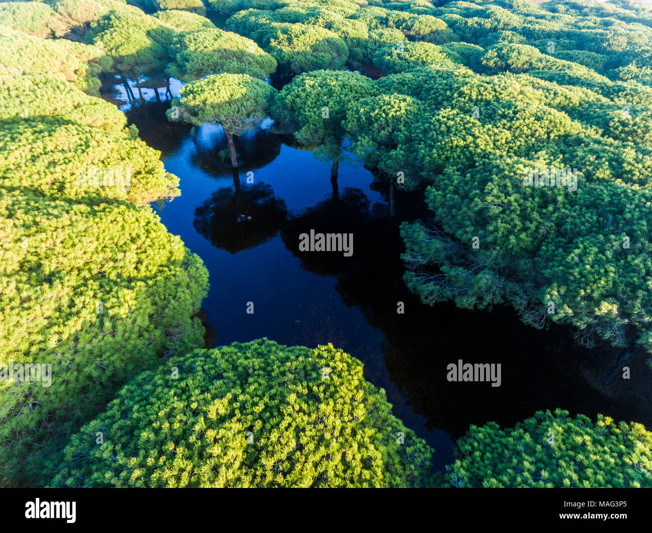 Forest inundated from heavy rains. Tarifa, Los Lances, Costa de la Luz ...