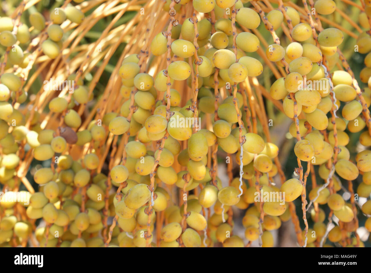Palm fruits growing on tree hi-res stock photography and images - Alamy