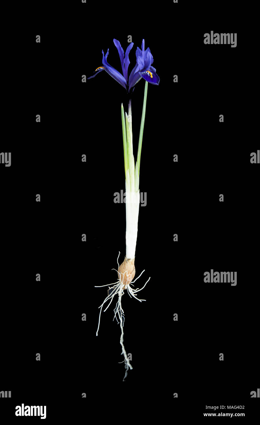 Iris reticulata hi-res stock photography and images - Alamy