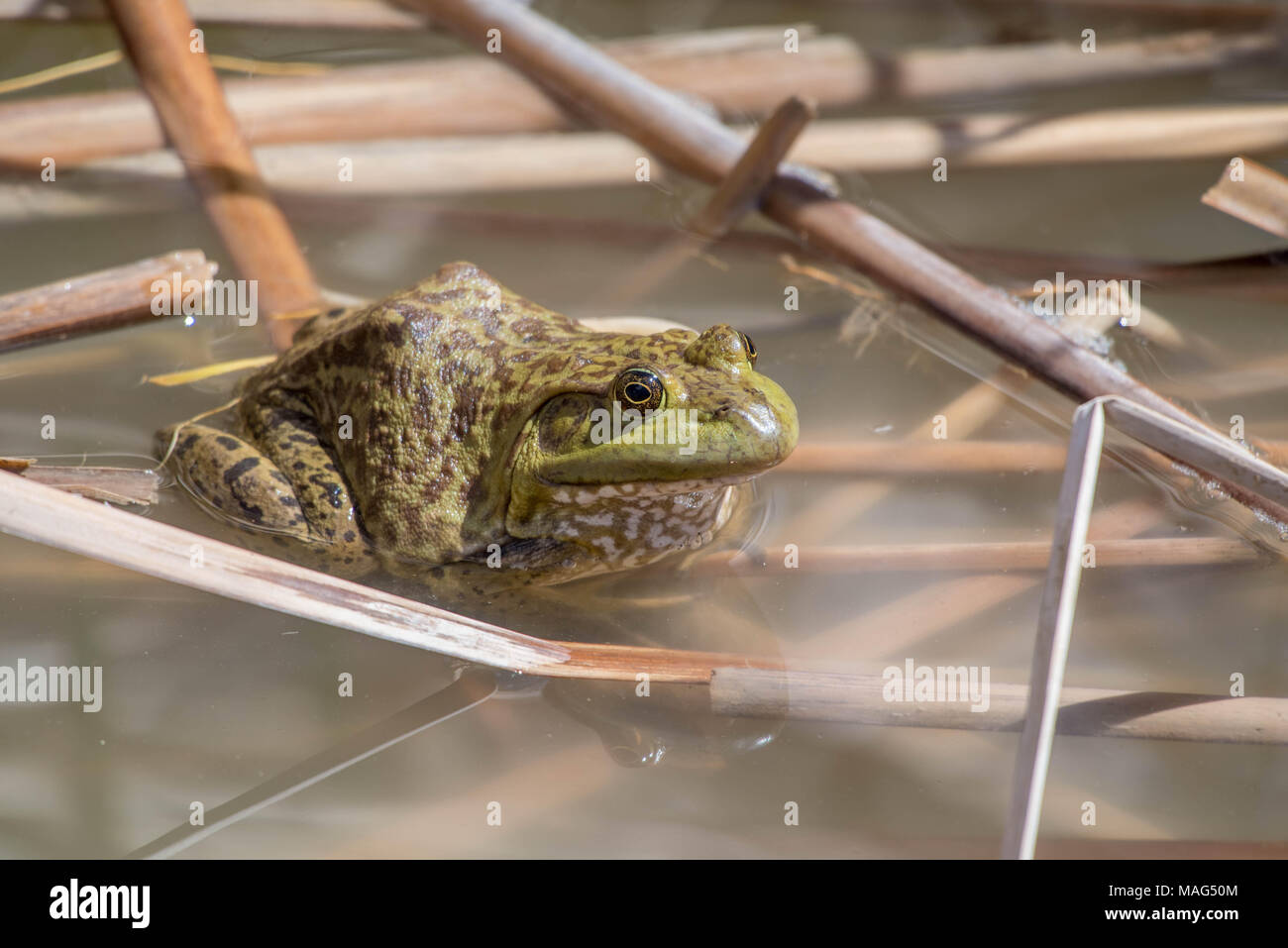 American Bullfrog, (Lithobates catesbeianus), Bosque del Apache ...
