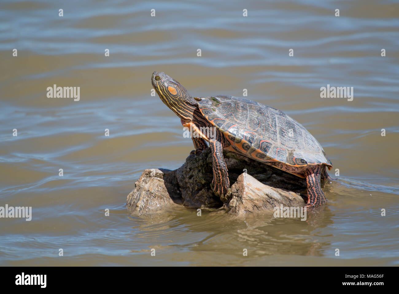 Basking Big Bend Slider, (Trachemys gaigeae gaigeae), Bosque del Apache ...