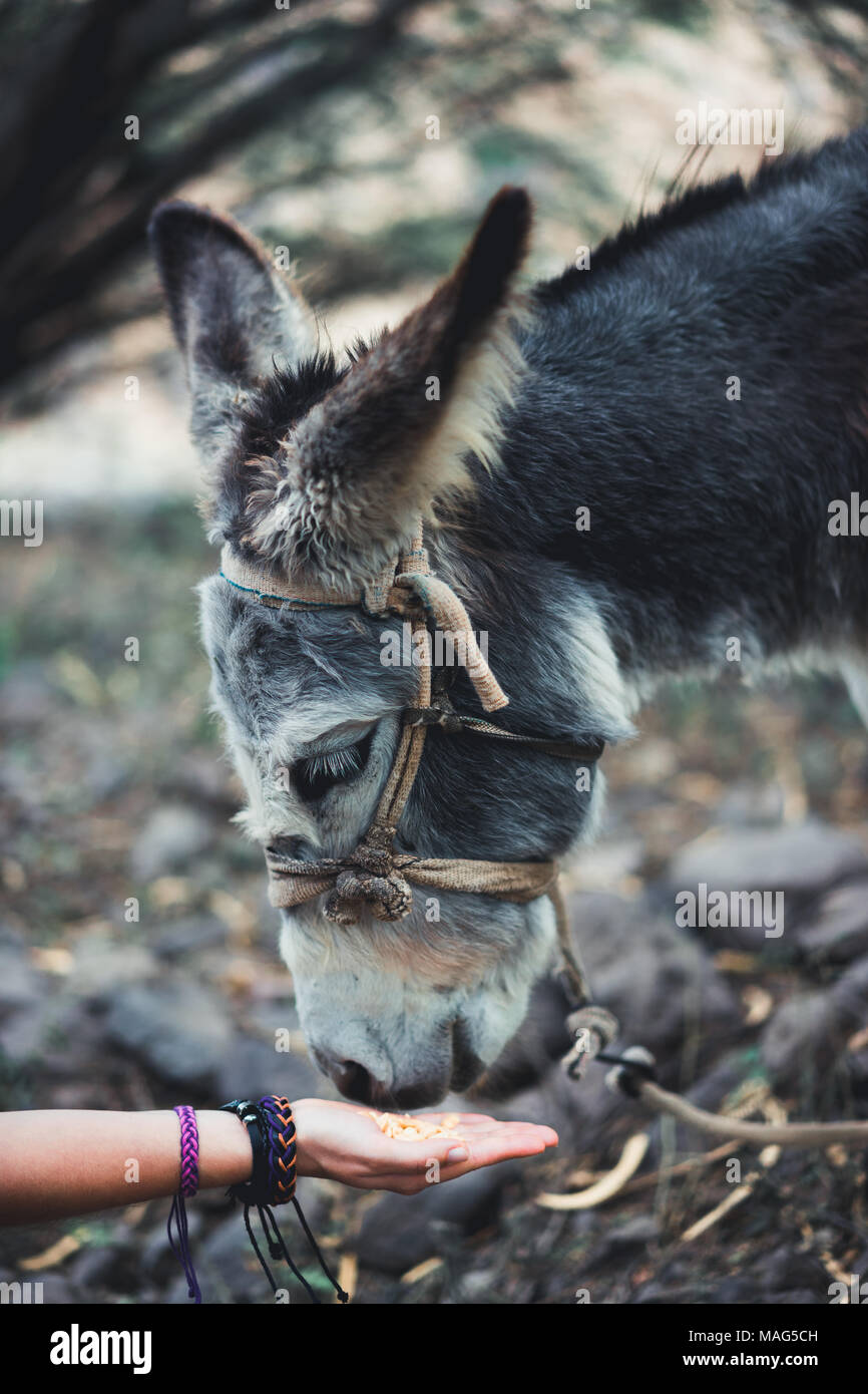 Donkey food hi-res stock photography and images - Alamy