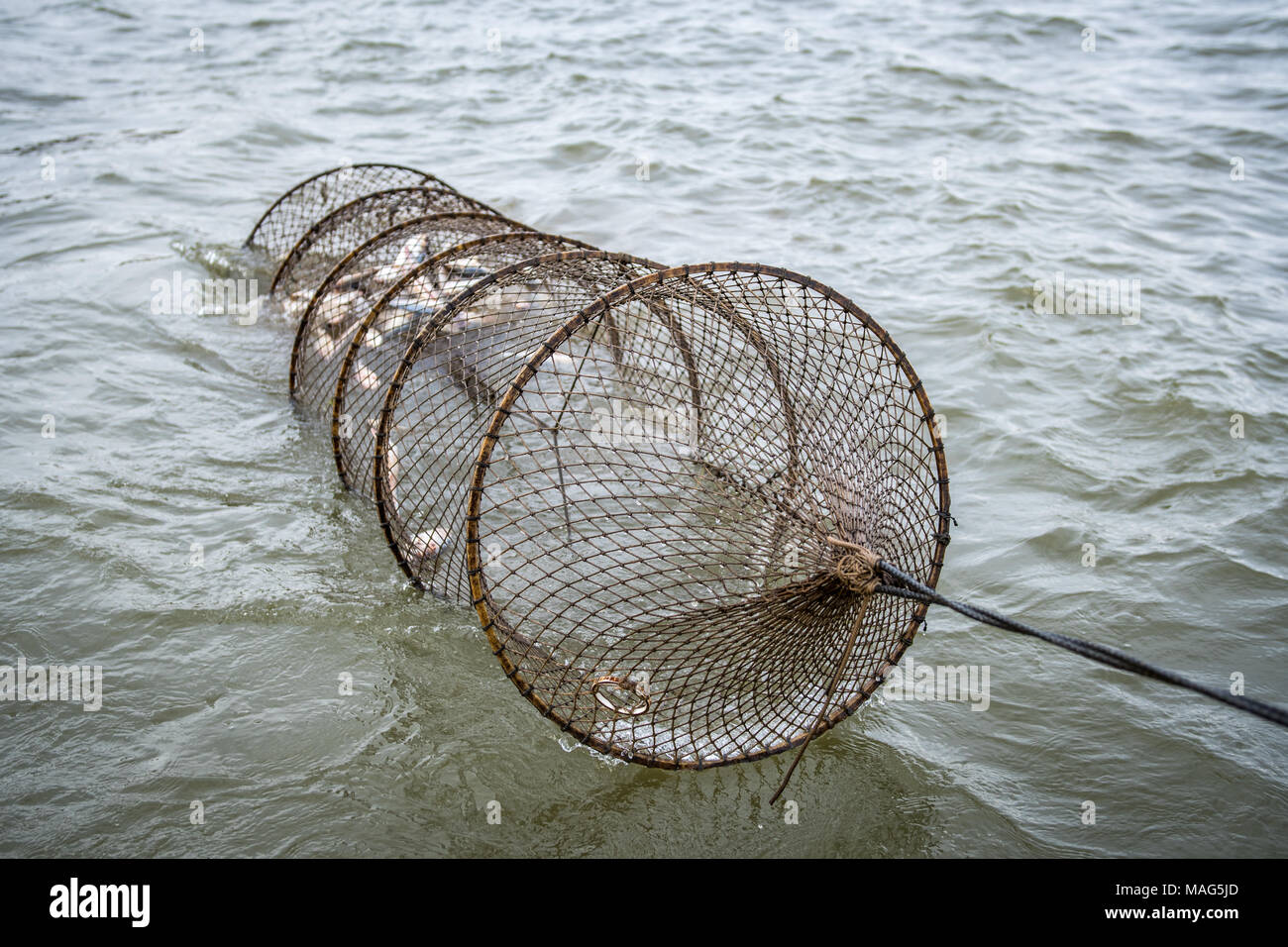 Baited catfish trap being pulled in on the Potomac River near Fort ...