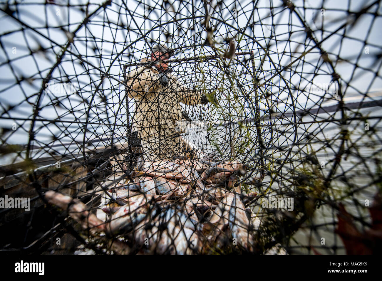 Hoop Net Trap High Resolution Stock Photography and Images - Alamy