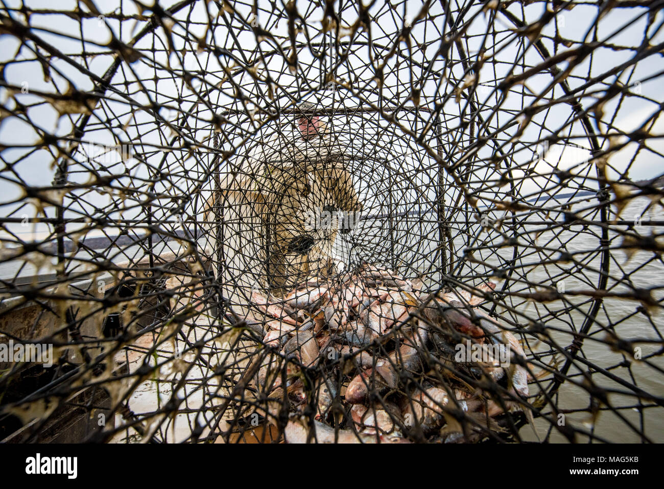 Fisherman unloading a hoop net of blue catfish into a barrel on the ...