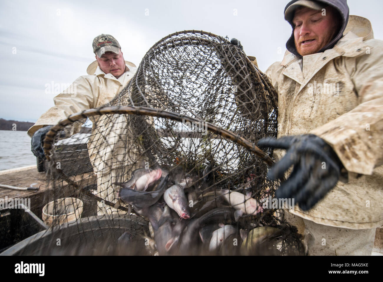 Fishermen unloading a hoop net of blue catfish into a barrel on the ...