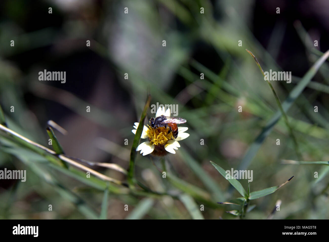 A bee collecting nectar from wild flower Stock Photo - Alamy