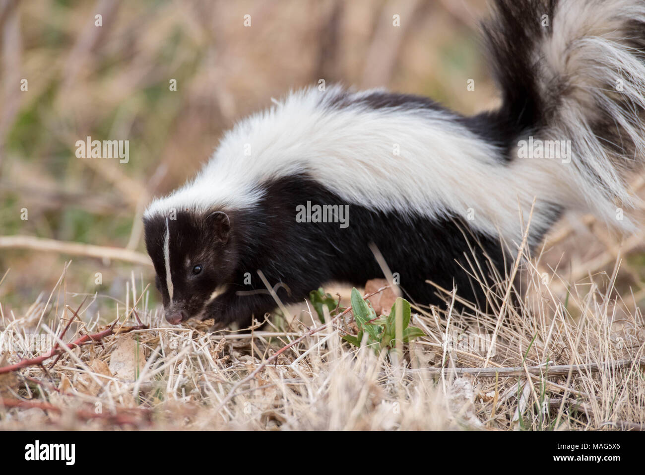 Striped Skunk, (Mephitis mephitis), Bosque del Apache National Wildlife ...