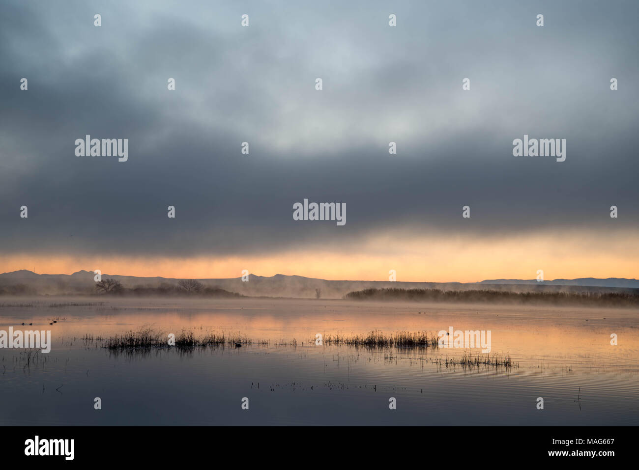 Marsh with mist at dawn. Bosque del Apache National Wildlife refuge ...