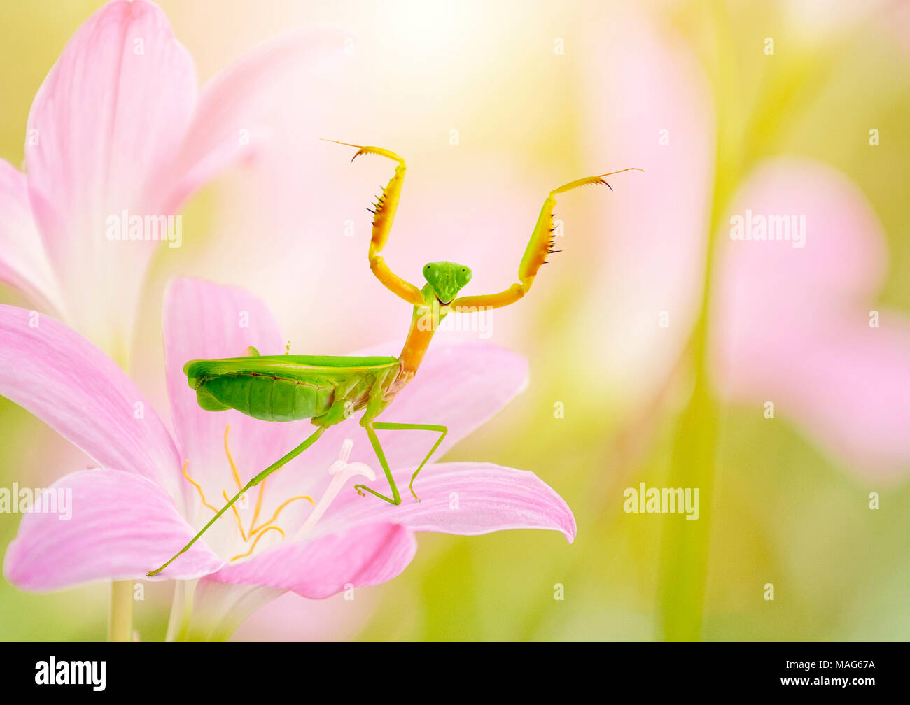 Female European Mantis or Mantis religiosa on Rain Lily flower Stock ...