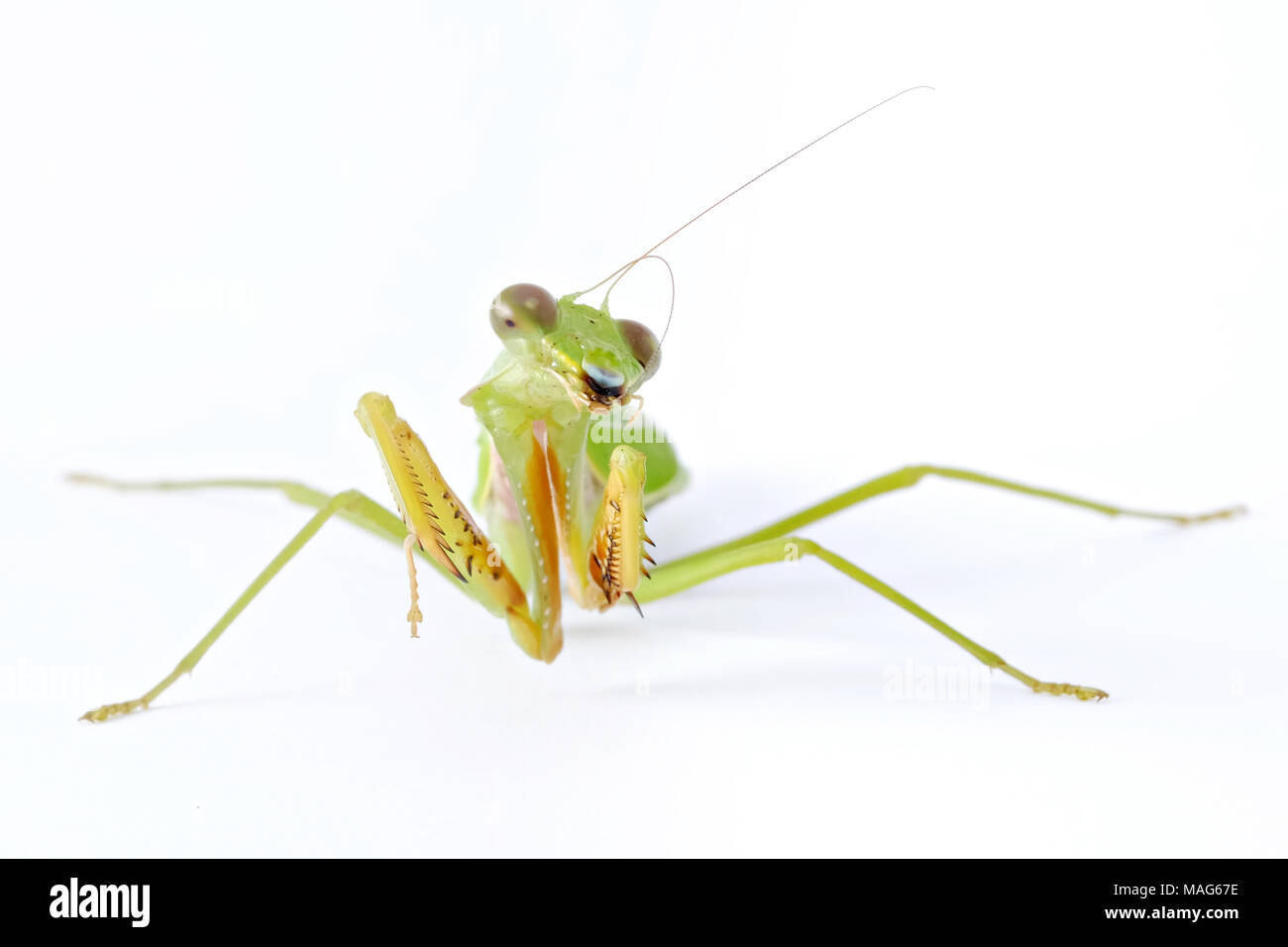 Female European Mantis or Mantis religiosa - animal behaviors front ...