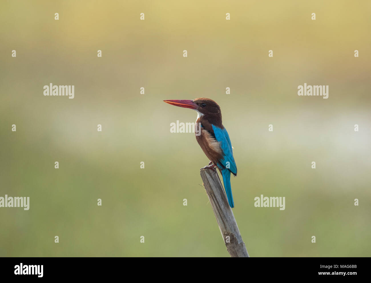 Birds of south east assam hi-res stock photography and images - Alamy