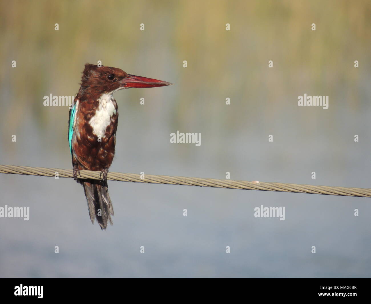 Birds of south east assam hi-res stock photography and images - Alamy