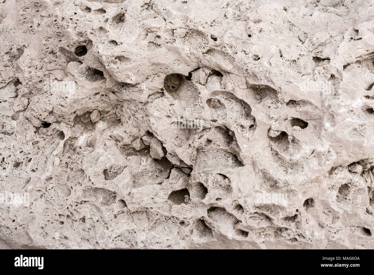 Porous rock with holes and prints of sea shells Stock Photo - Alamy