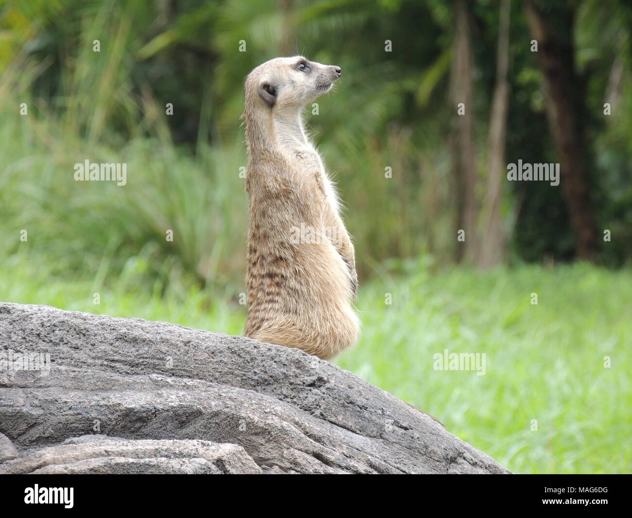 Hog badger hi-res stock photography and images - Alamy
