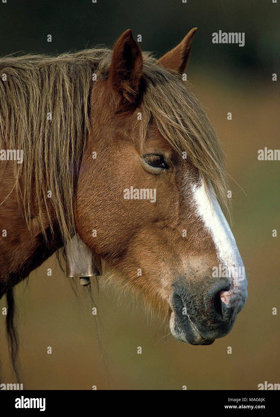 Comtois horse in Western Pyranees Nr. Col D'Aubisque, France, with bell ...