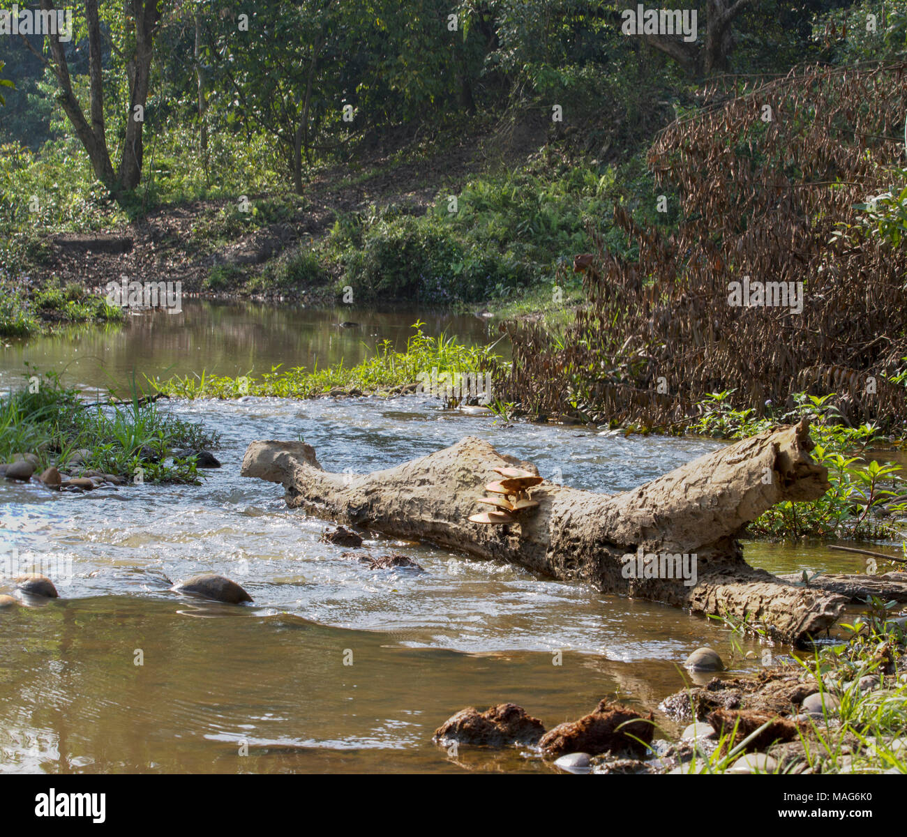 Bio pic hi-res stock photography and images - Alamy