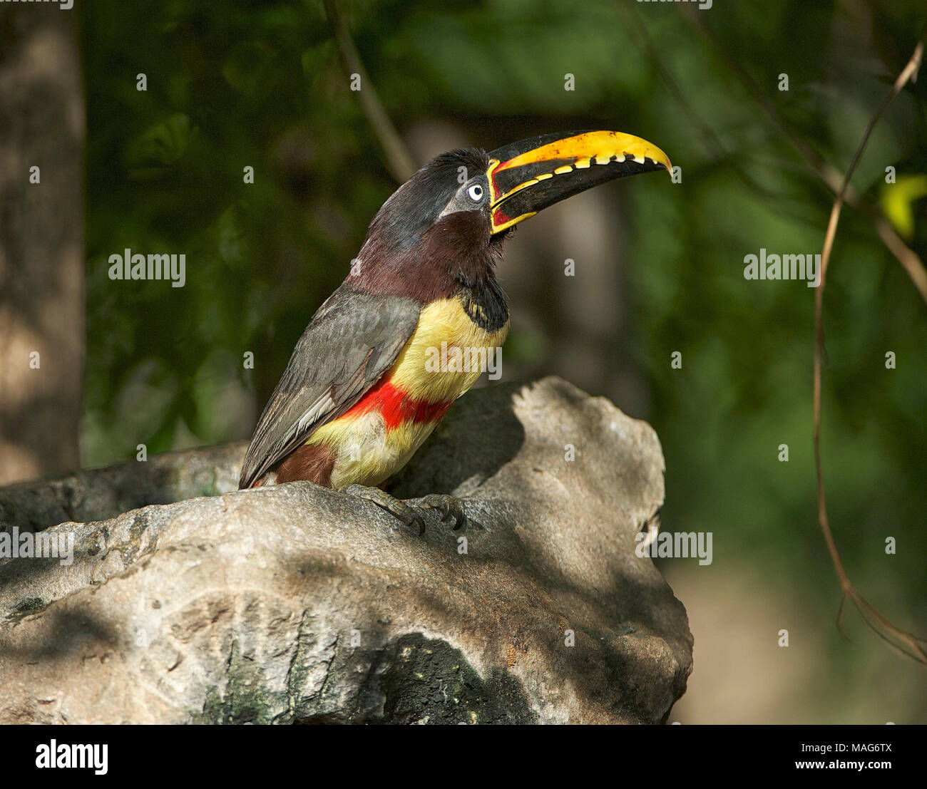 Chestnut Eared Aracari (Pteroglossus castanotis), The Pantanal, Mato ...