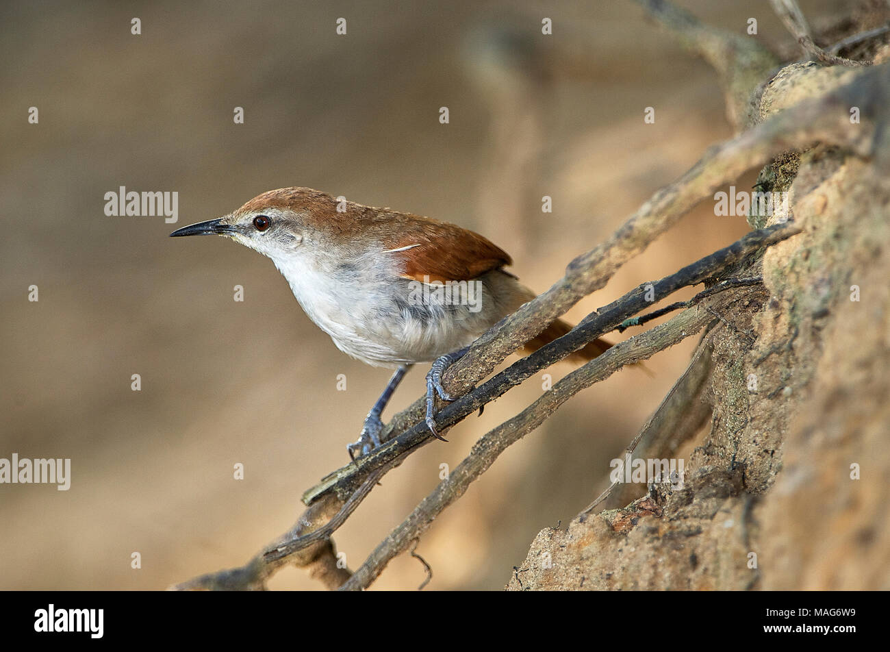 Rufous-fronted Thornbird (Phacellodomus rufifrons) AKA Common Thornbird ...
