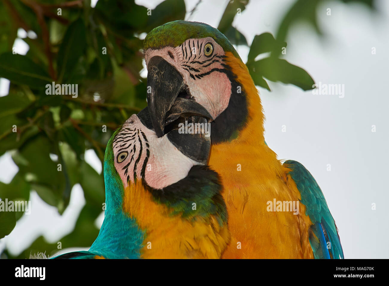 A pair of Blue-and-yellow Macaws (Ara ararauna), The Pantanal, Mato Grosso, Brazil Stock Photo ...