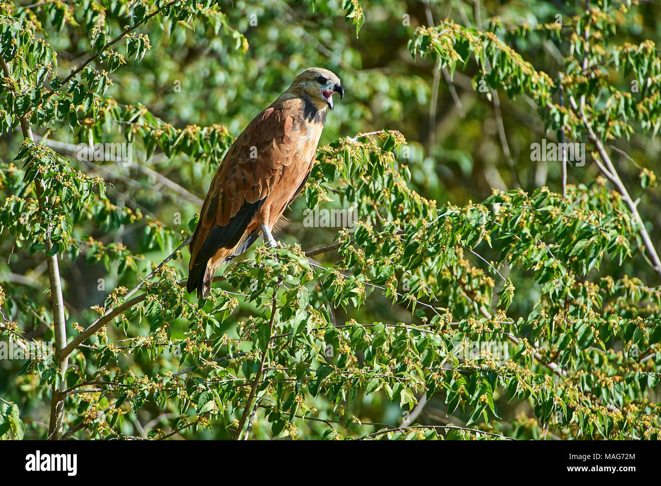 Black-collared Hawk (Busarellus nigricollis), The Pantanal, Mato Grosso ...