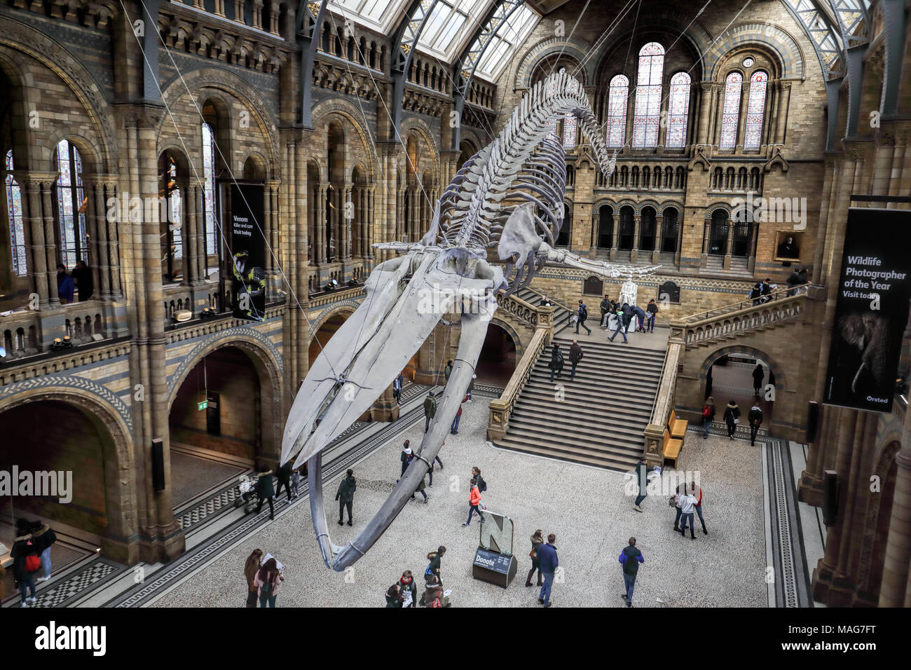Blue Whale Skeleton Natural History Museum