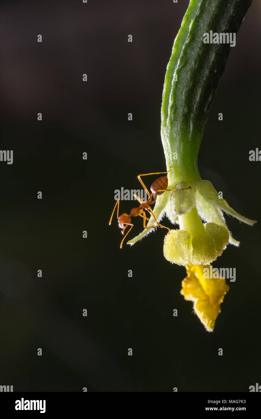 Ant on the cucumber in the garden Stock Photo - Alamy