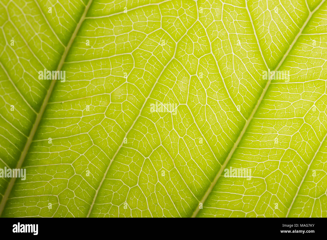 The Green leaf background for green environment Stock Photo - Alamy