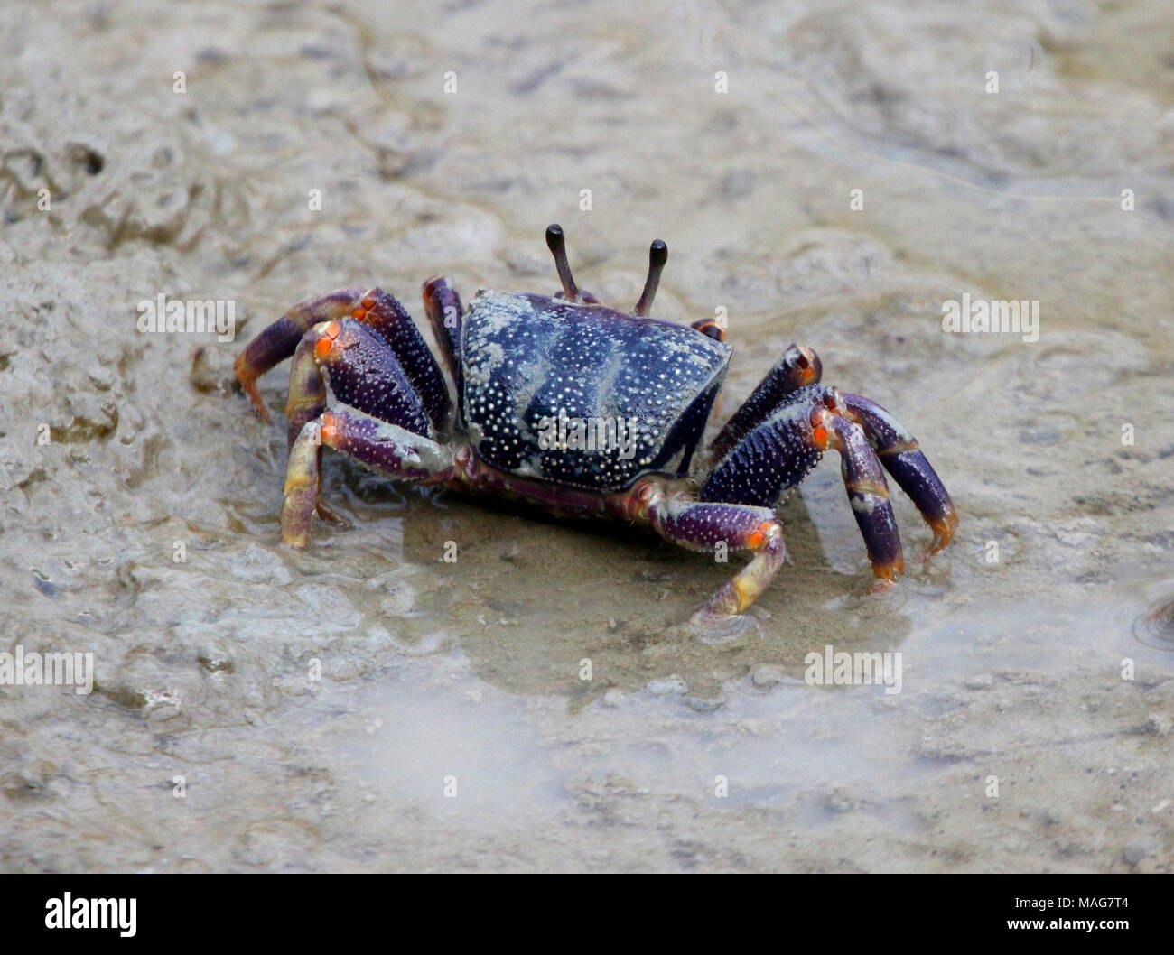 Colourful West Atlantic Fiddler Crab (Uca Tangeri Stock Photo - Alamy