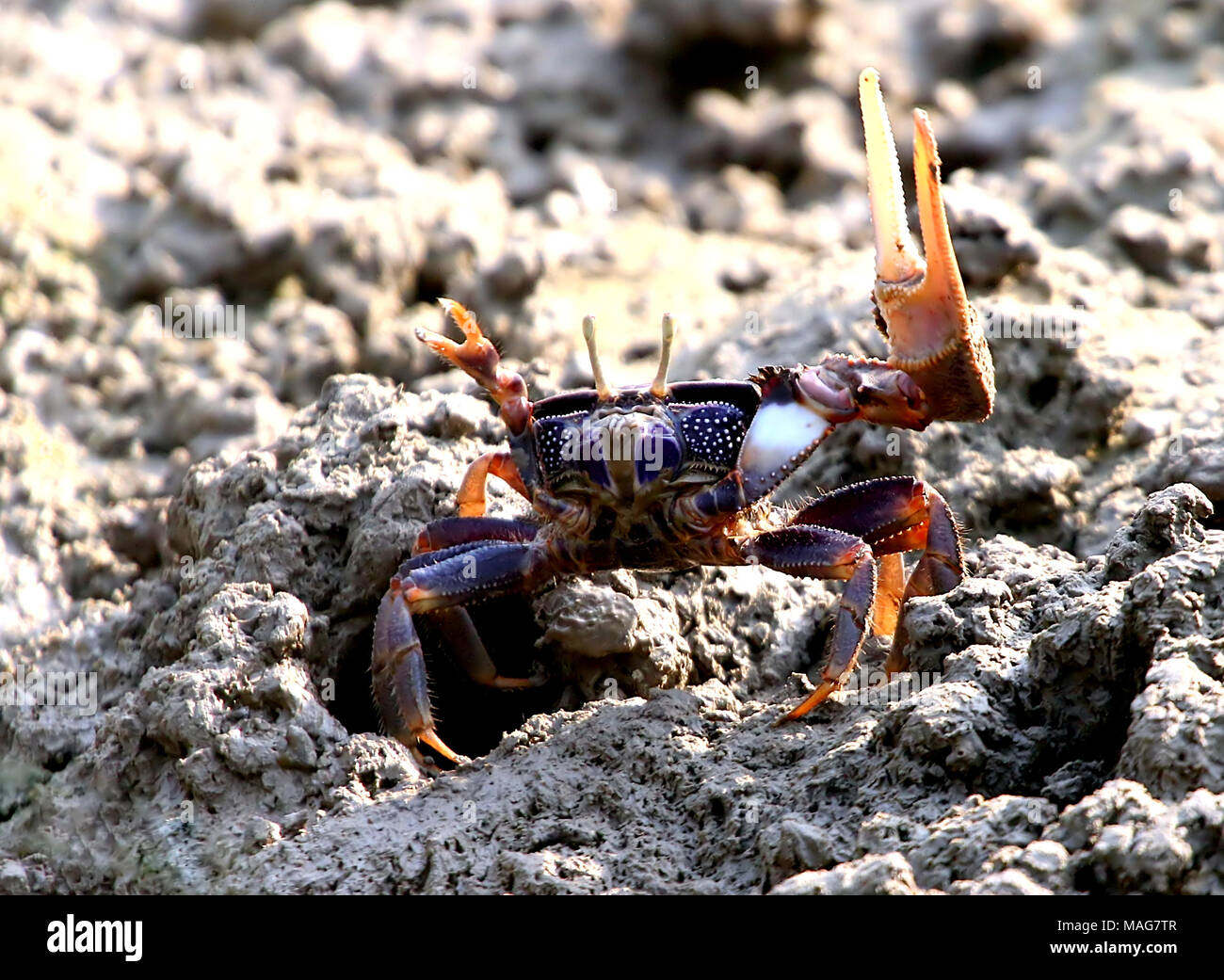 Colourful West Atlantic Fiddler Crab (Uca Tangeri Stock Photo - Alamy