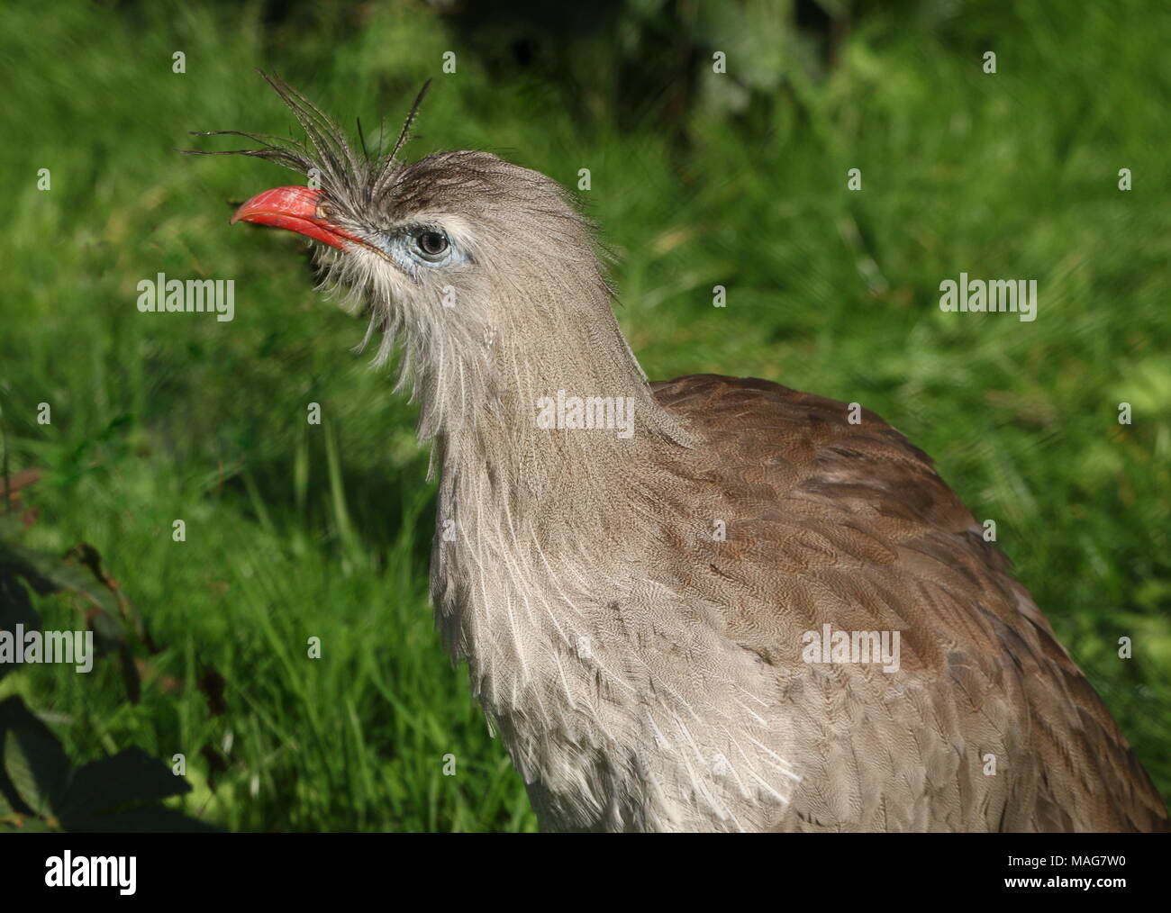 Seriema cariama cristata patas rojas hi-res stock photography and ...