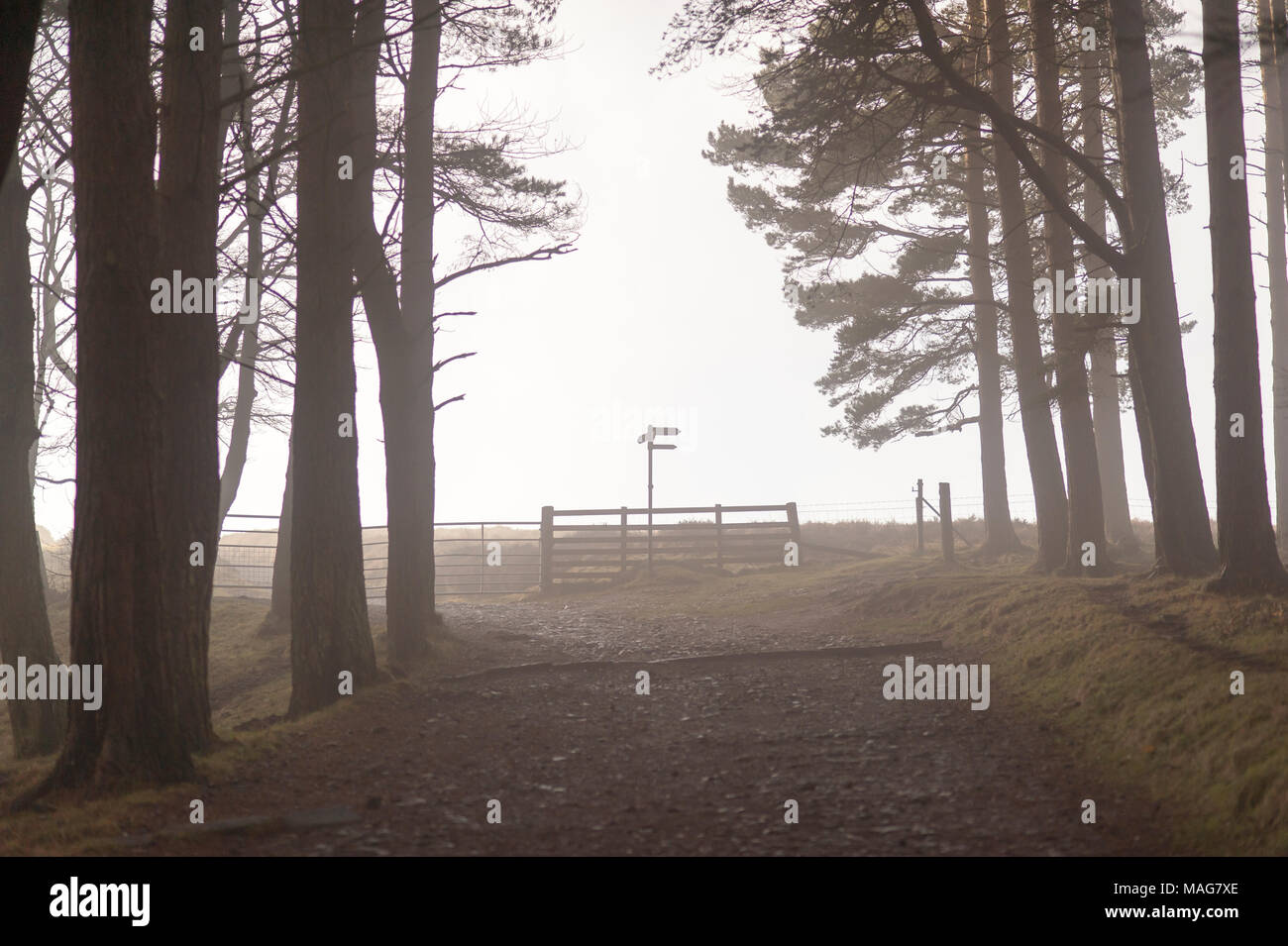 A foggy path in the forest with a junction at the end of it Stock Photo ...