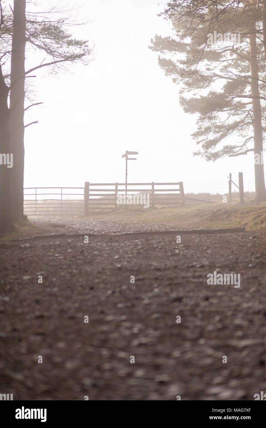 A foggy path in the forest with a junction at the end of it Stock Photo ...