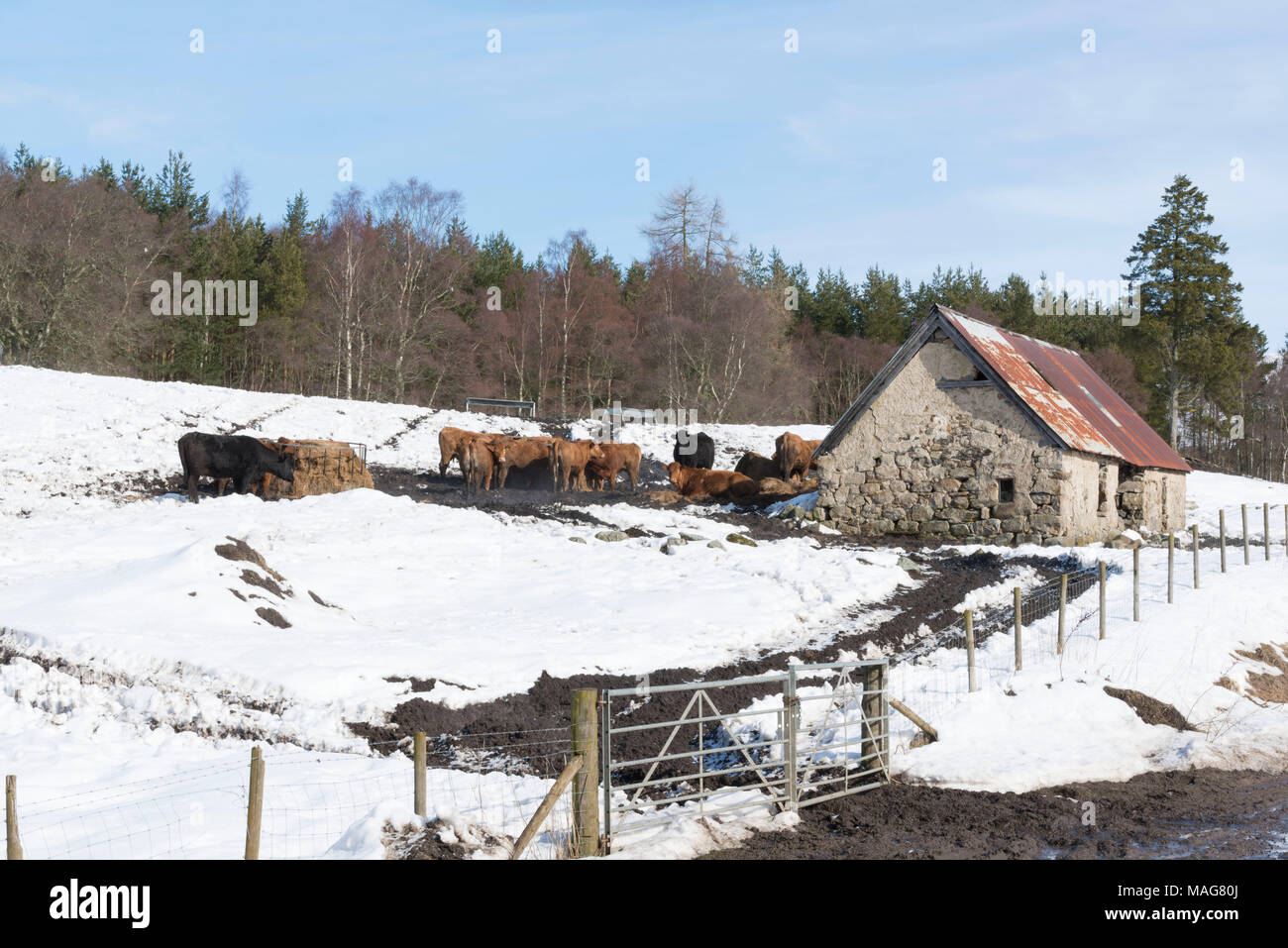 Cattle byre hi-res stock photography and images - Alamy