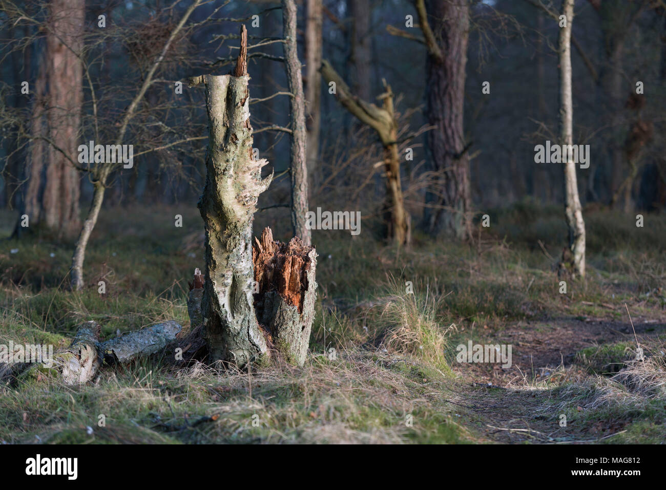 The First Light of Day Illuminates a Damaged Birch Tree in a Woodland ...