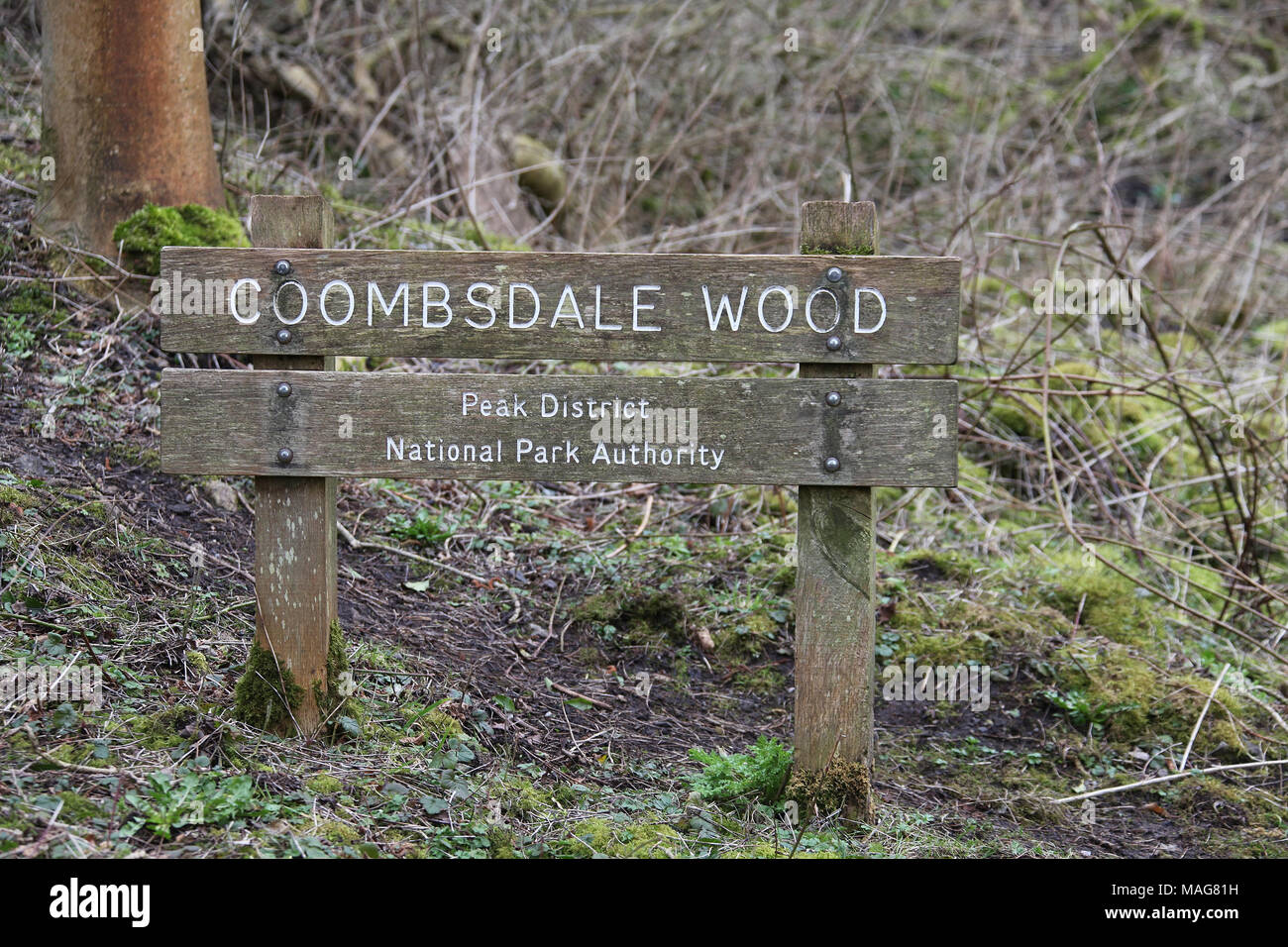 Coombs Dale Wood at Stoney Middleton in the Peak District National Park ...