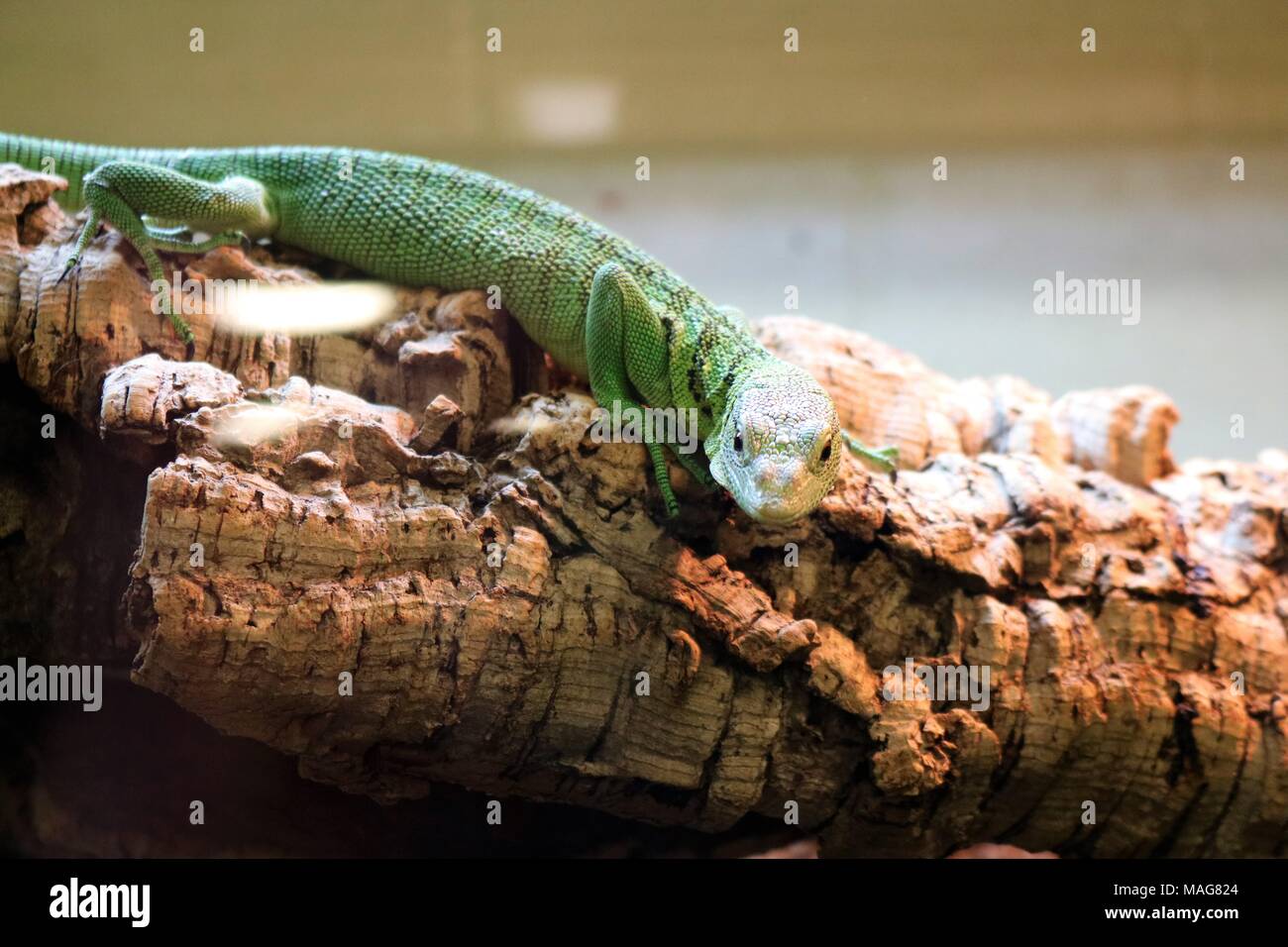 Green Anole lizard on branch at a tourist attraction Stock Photo - Alamy