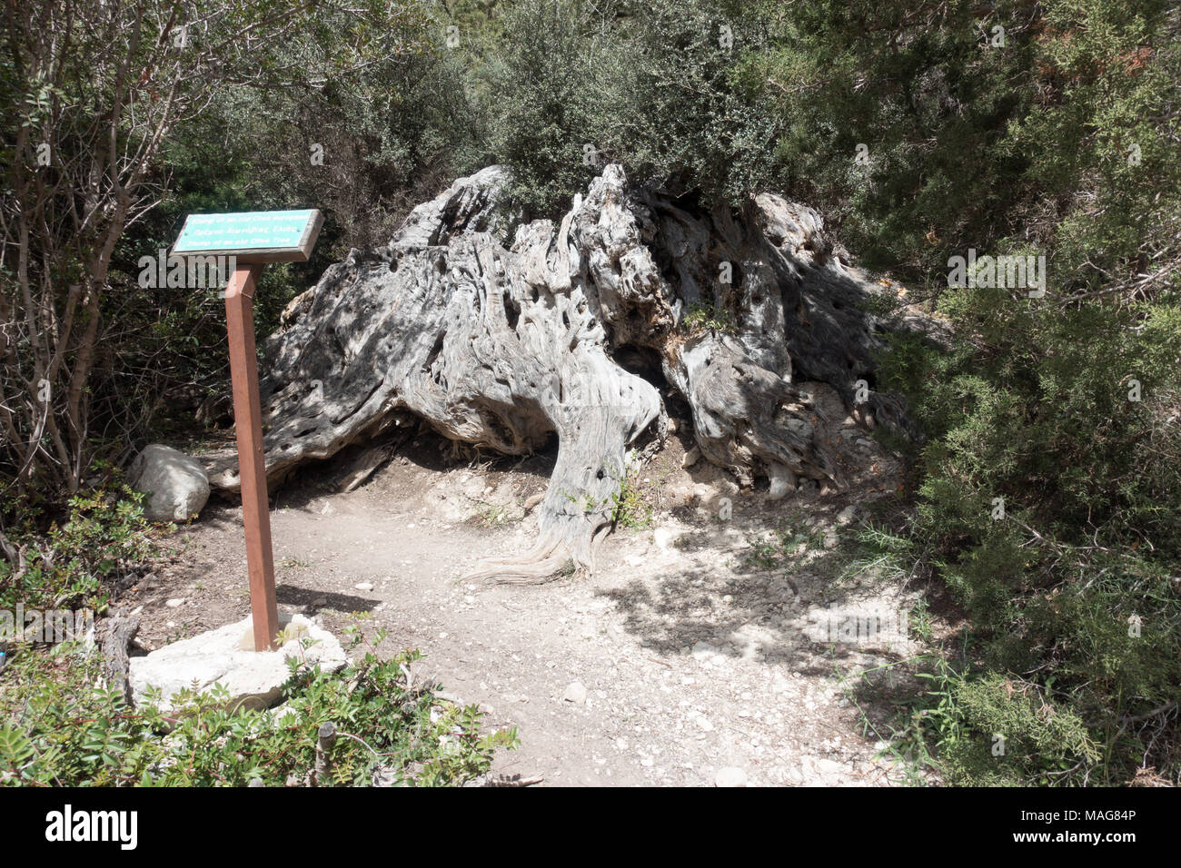 Olive tree stump hi-res stock photography and images - Alamy