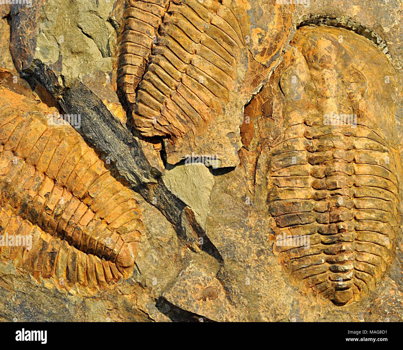 Body fossils hi-res stock photography and images - Alamy