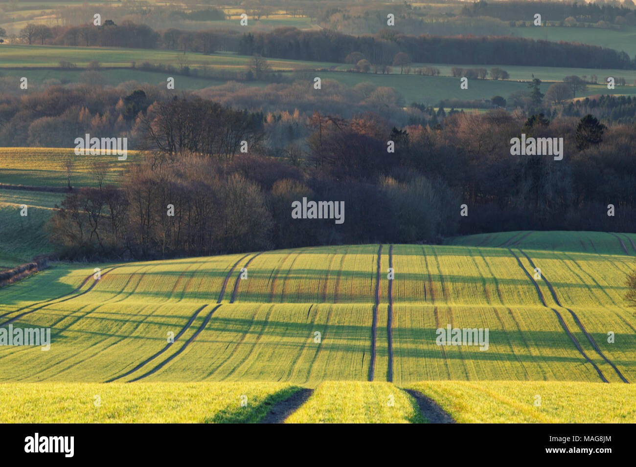 British farming fields in sunrise light at spring in Much Wenlock ...
