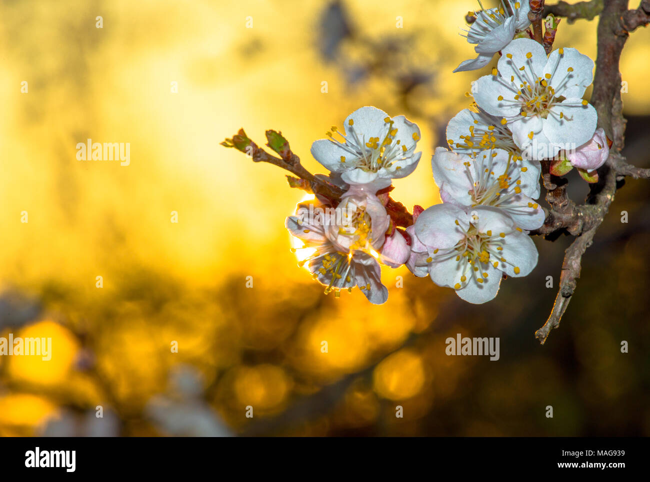 Apricot farming hi-res stock photography and images - Alamy