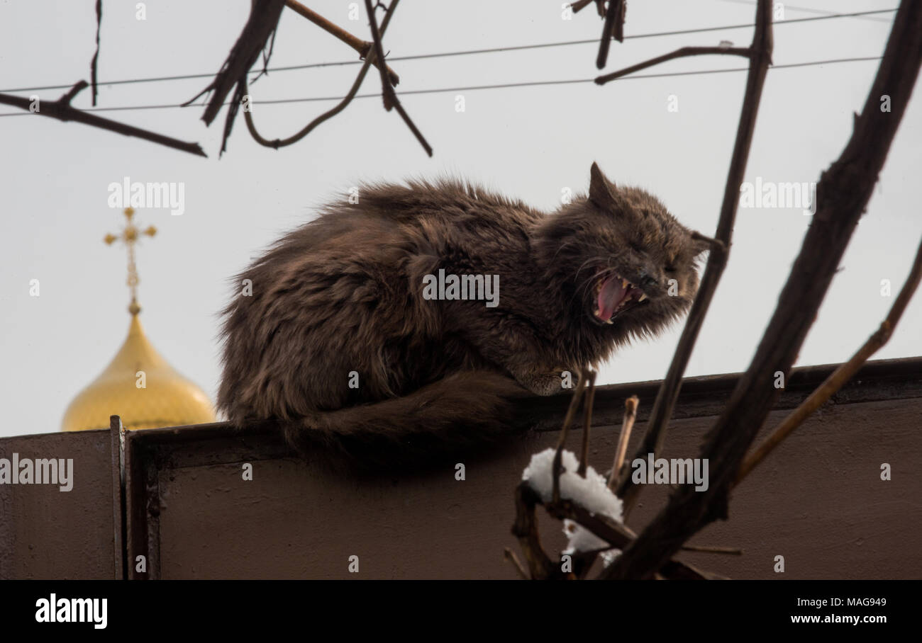 A grey cat smile Stock Photo - Alamy