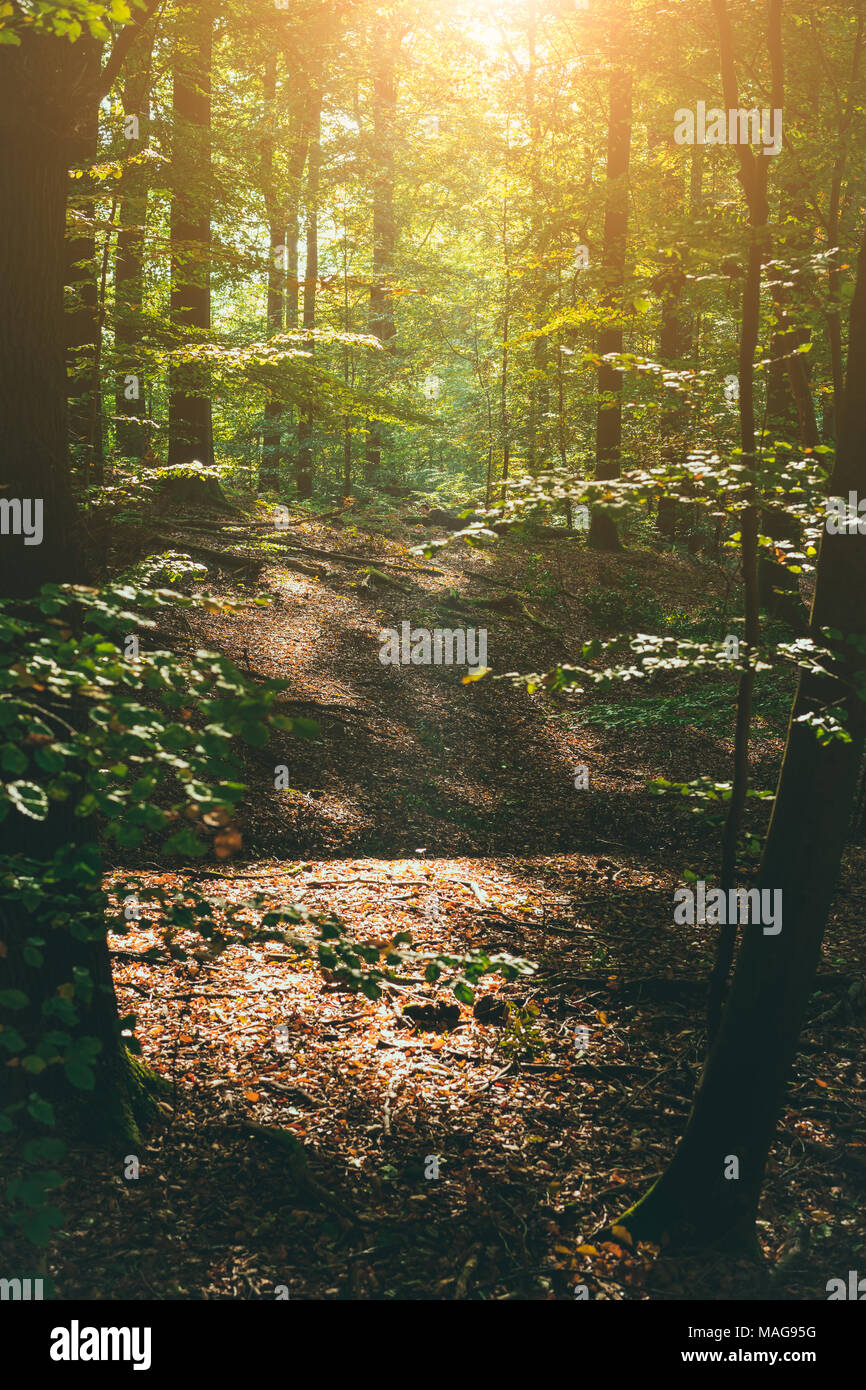 Pathway in the forest with sunlight flares Stock Photo - Alamy