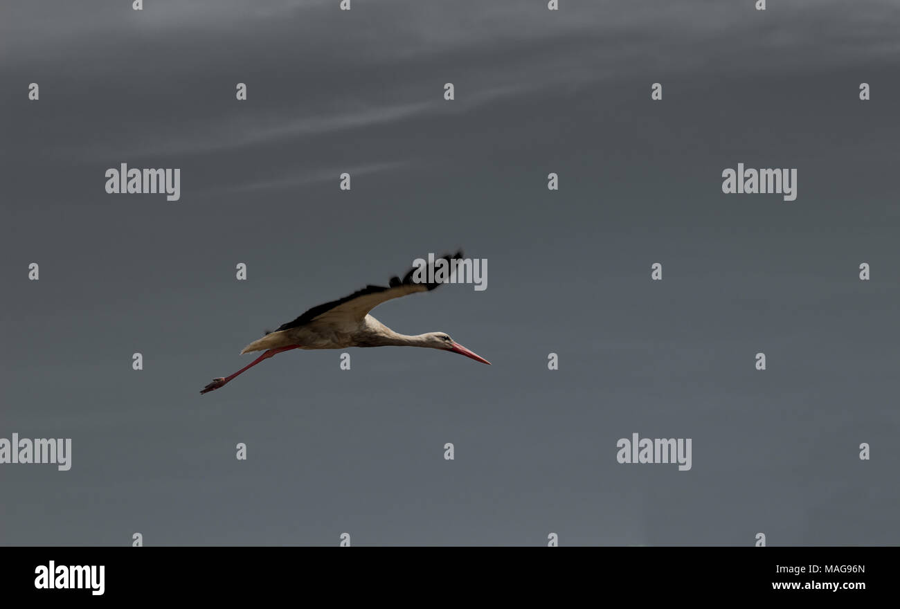 A stork, gliding over spring fields of Ukraine Stock Photo - Alamy