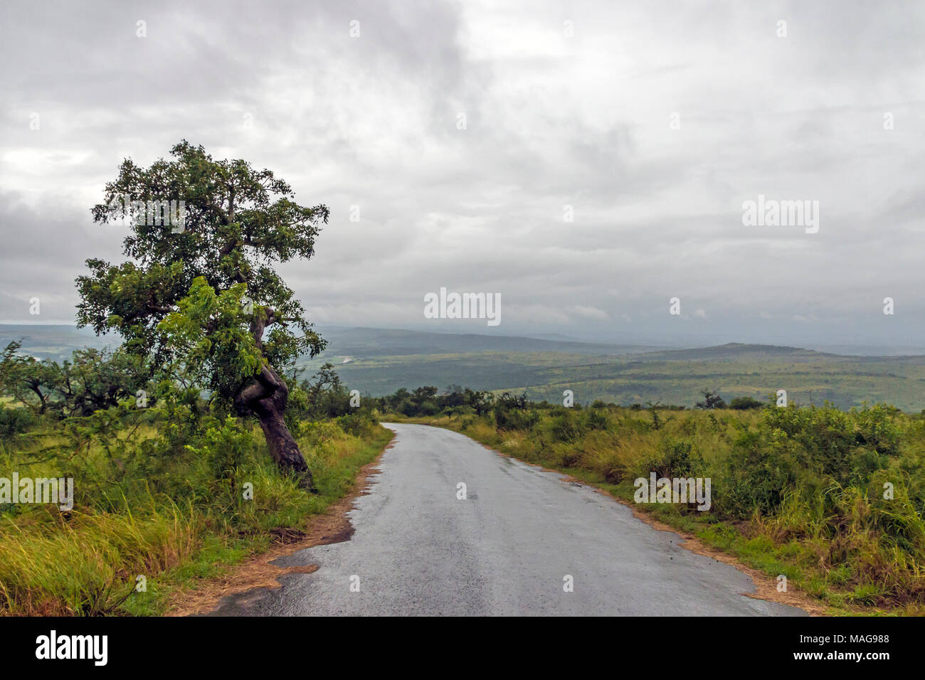 Curved asphalt road leading through wet rainy rural landscape with ...