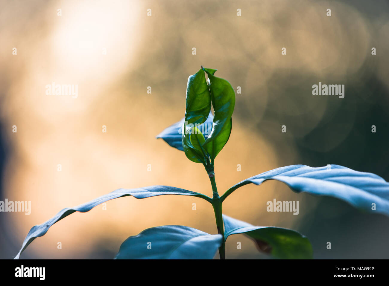 A coffee sprout, growing it's first months in the nurcery Stock Photo ...