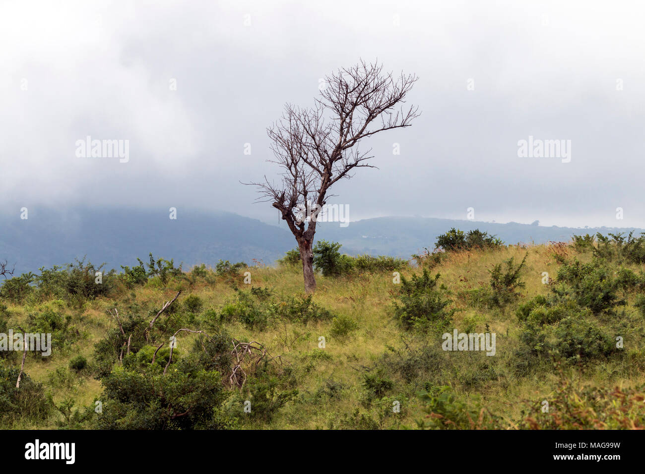 Wet Rainy rural landscape with vegetation against misty hills and ...