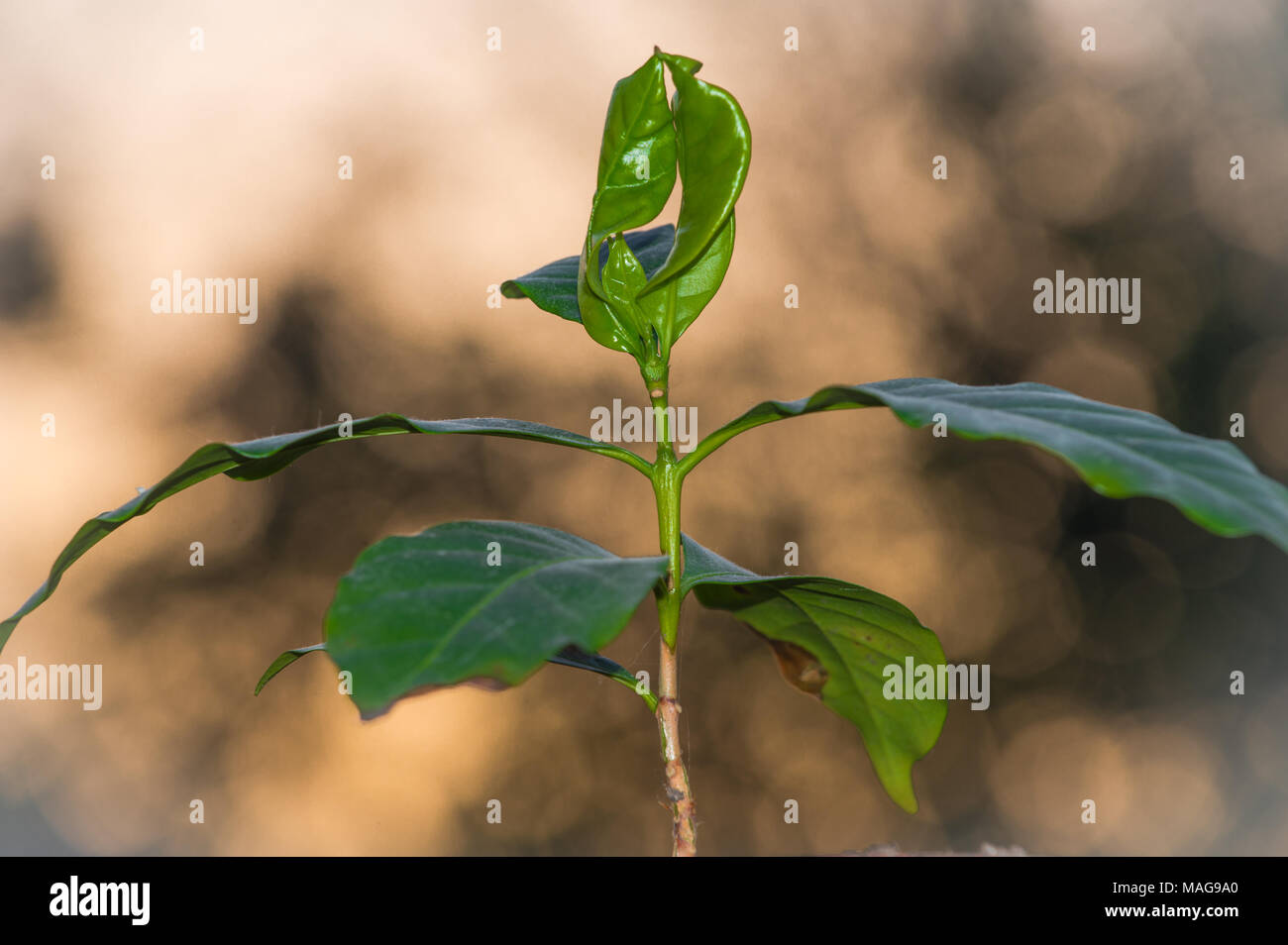 First sprout hi-res stock photography and images - Alamy