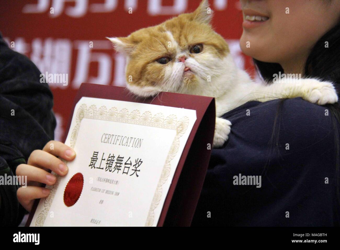 10 cats hi-res stock photography and images - Alamy