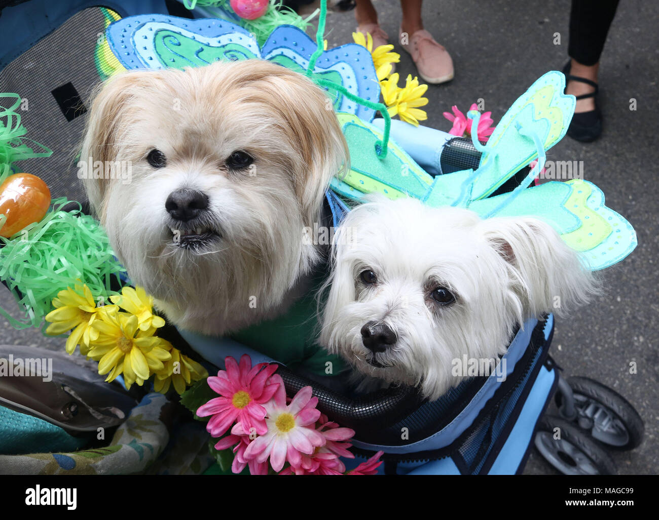 New York City, New York, USA. 1st Apr, 2018. Dogs attend the 2018 ...